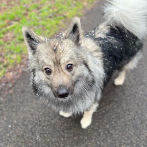 The Keeshond: Meet The Ancient Dutch Barge Dog of Your Dreams - K9 Web