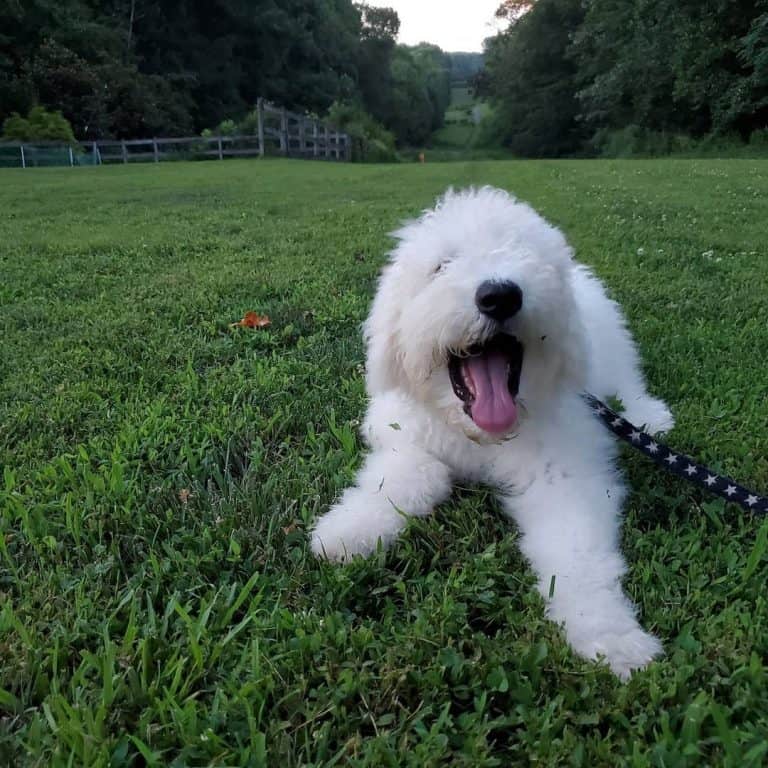 Meet the Komondor: Fun Facts About Your Unique and Faithful Guardian ...