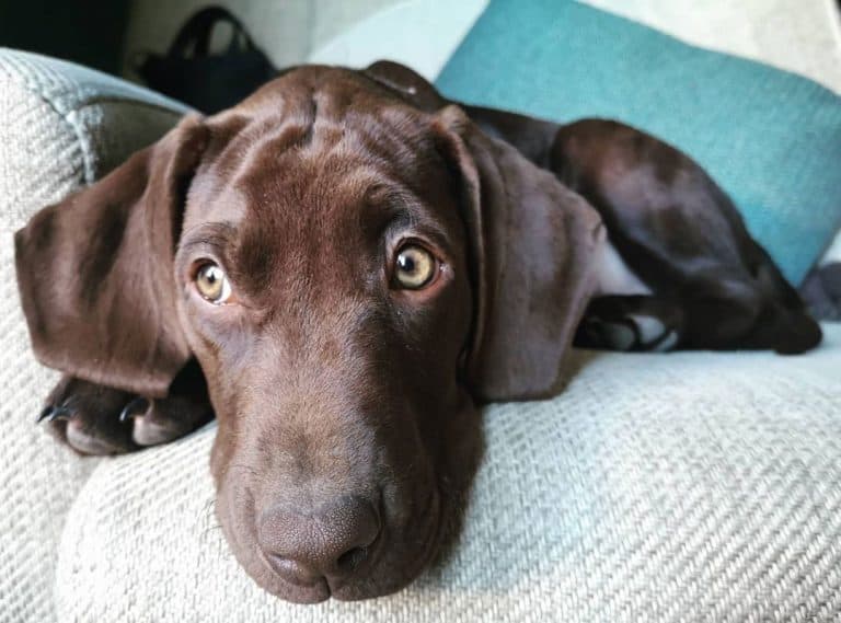 Is the Lab Pointer mix the best pet for your family? - K9 Web