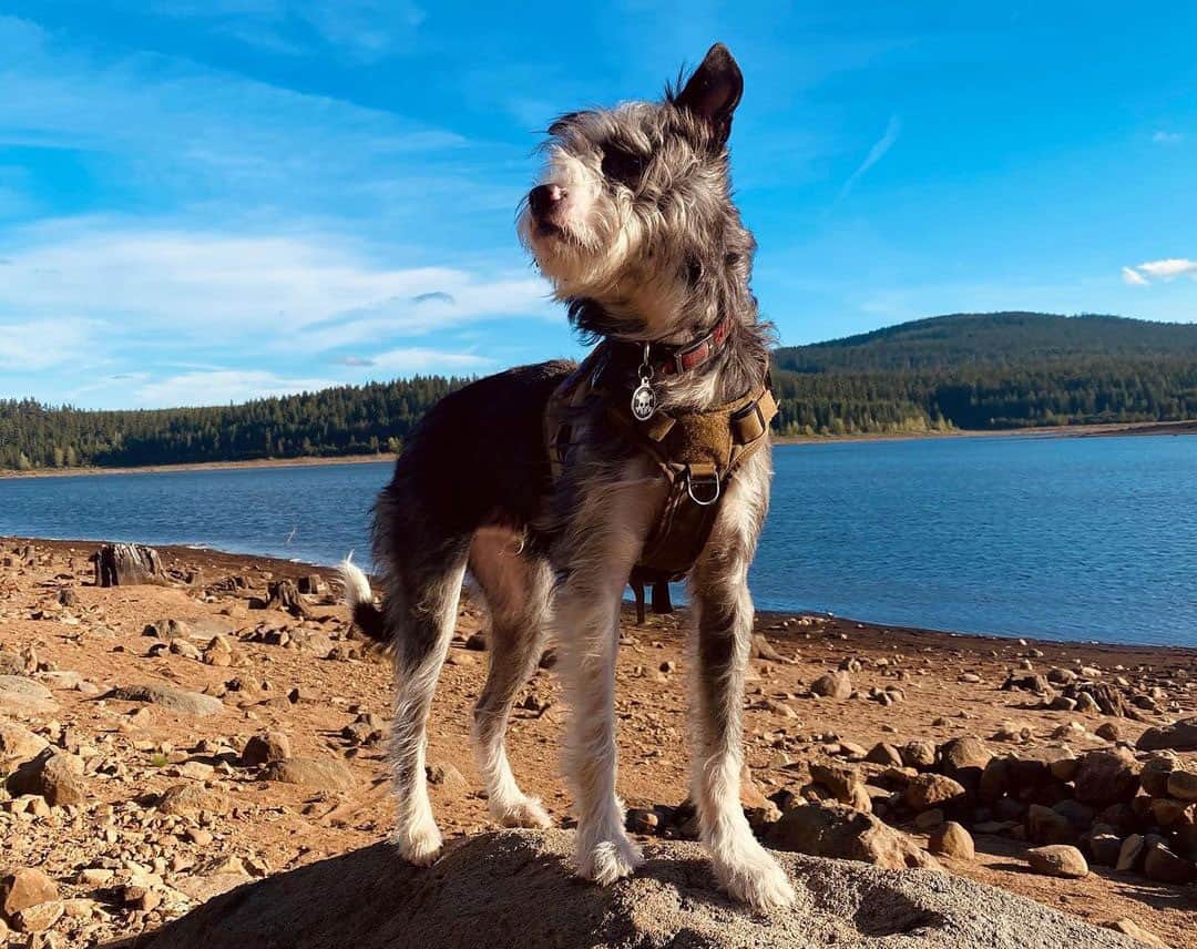 Lab Terrier Mixes: Which Dog is the Perfect Pet for You? - K9 Web