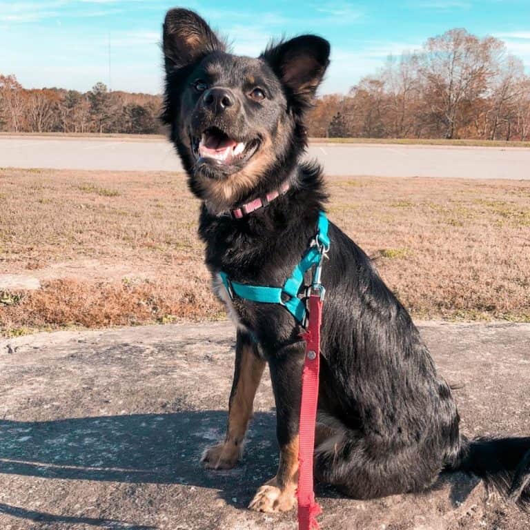 Lab Terrier Mixes: Which Dog is the Perfect Pet for You? - K9 Web