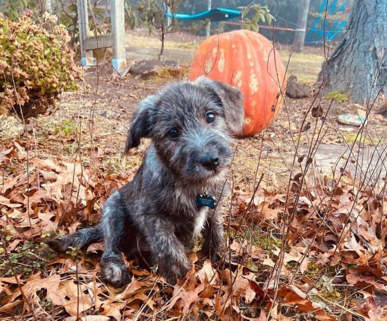 Lab Terrier Mixes: Which Dog is the Perfect Pet for You? - K9 Web