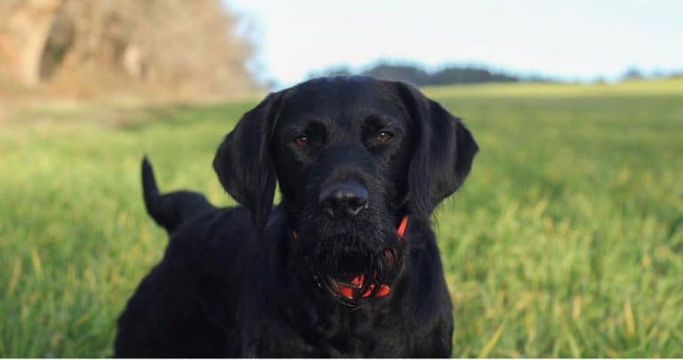 Is the Lab Pointer mix the best pet for your family? - K9 Web