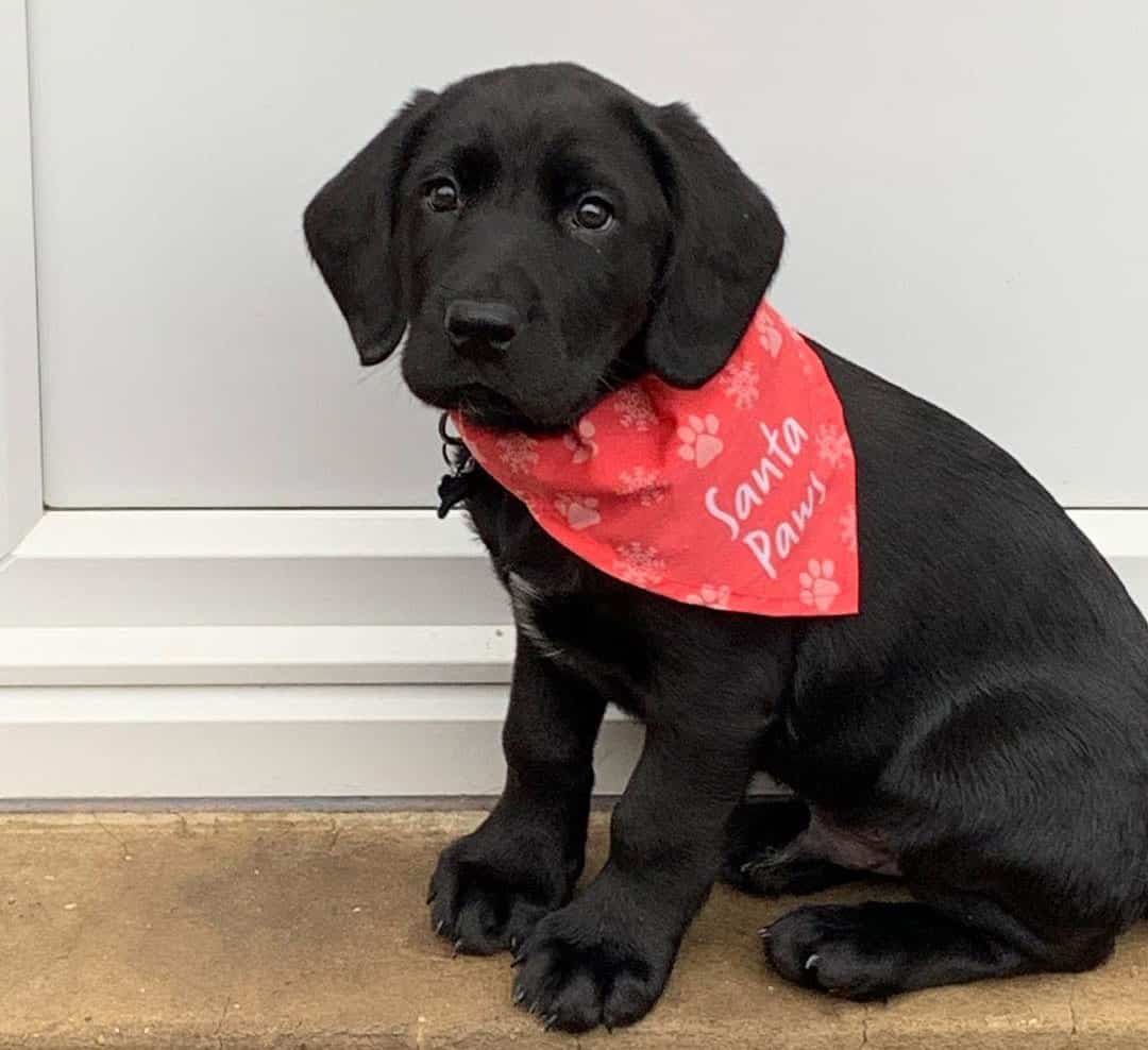 Is the Lab Pointer mix the best pet for your family? - K9 Web