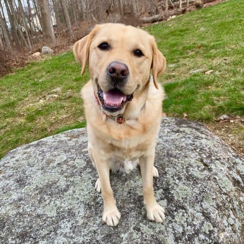400 Best Labrador Retriever Names that are Unique and Cool - K9 Web
