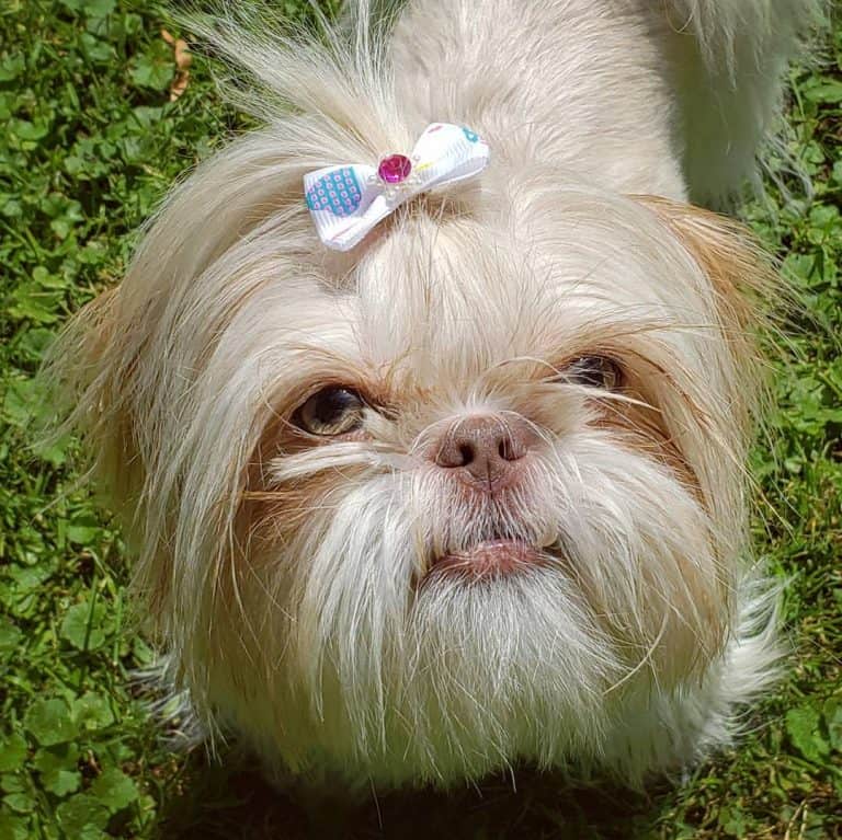Shih Tzu Colors: The Standard & Rare Shih Tzu Coat Colors - K9 Web