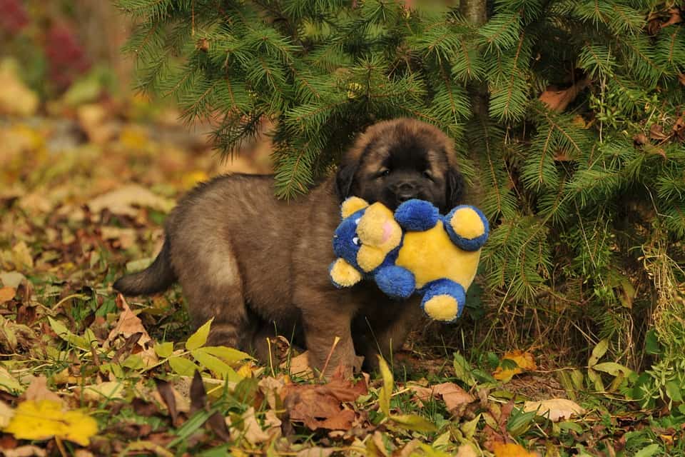 The Leonberger - A Comprehensive Guide to the Lion-like Gentle Giant ...