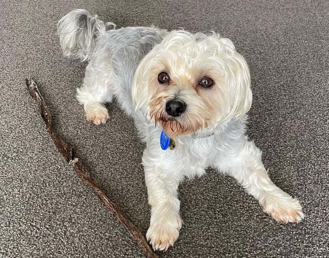 Schnauzer Mixes: 30 Different Schnauzer Crossbreeds - K9 Web