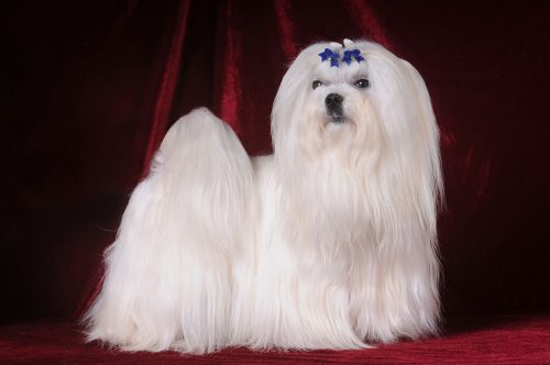 All about the Maltese: Why are they the best dogs? - K9 Web