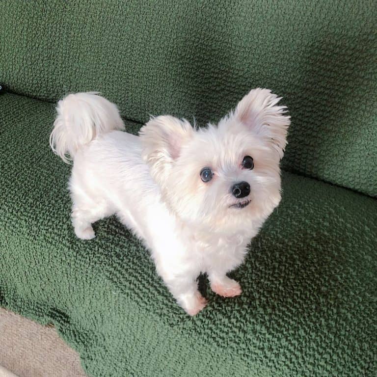 Papillon Dog: An intelligent, friendly, and alert companion - K9 Web