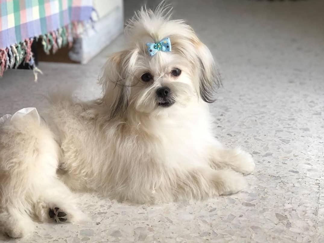 Why the Maltipom is the best choice for allergy sufferers - K9 Web