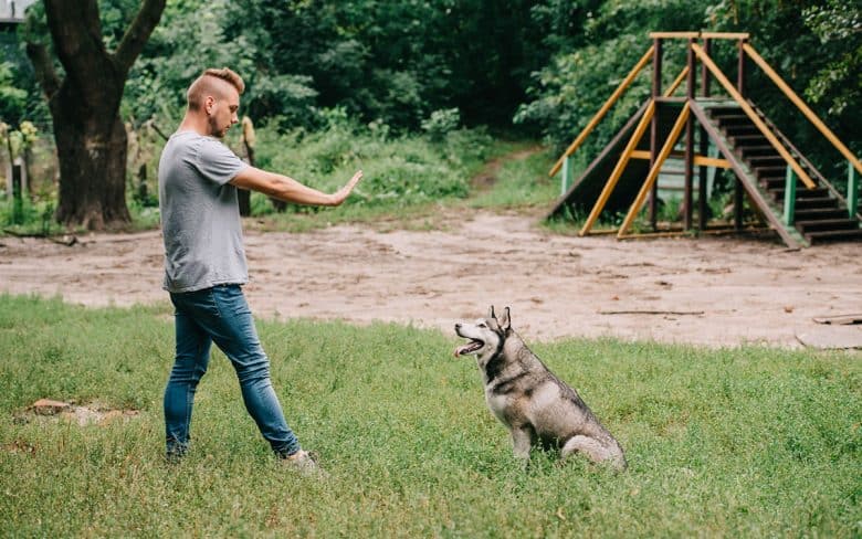 Can Dogs Sense Alpha Males Can Dogs Sense Alpha Males