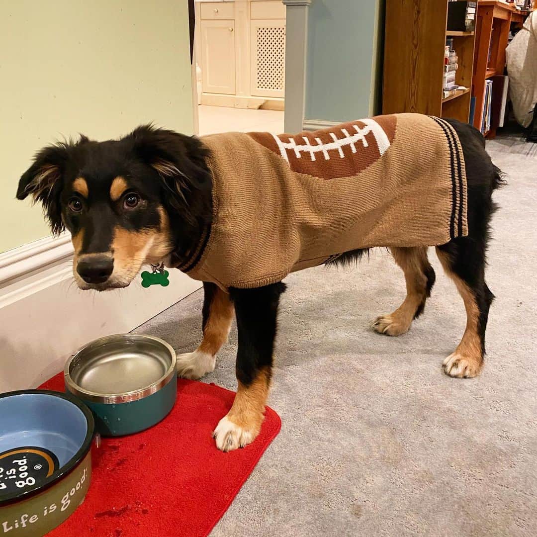 Get to Know The Adorable, Clever Mini Australian Shepherd - K9 Web