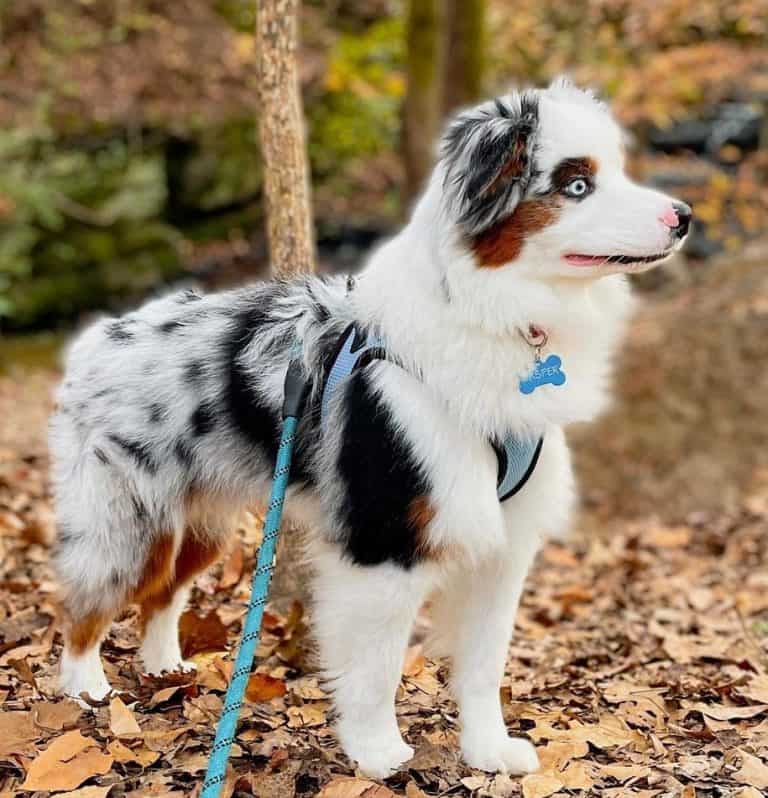 Get to Know The Adorable, Clever Mini Australian Shepherd - K9 Web