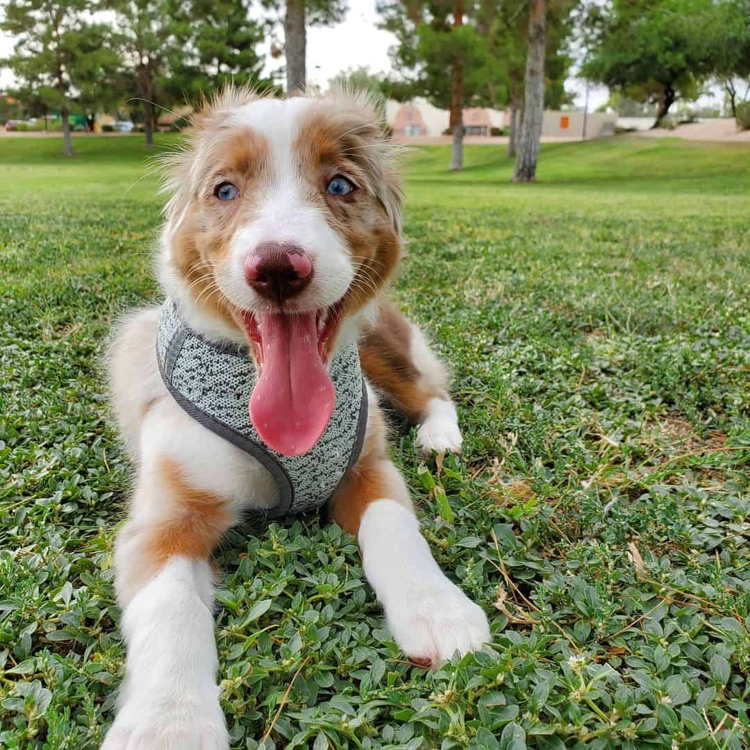 Get to Know The Adorable, Clever Mini Australian Shepherd - K9 Web
