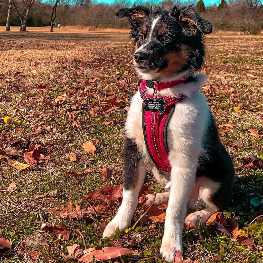 Get to Know The Adorable, Clever Mini Australian Shepherd - K9 Web