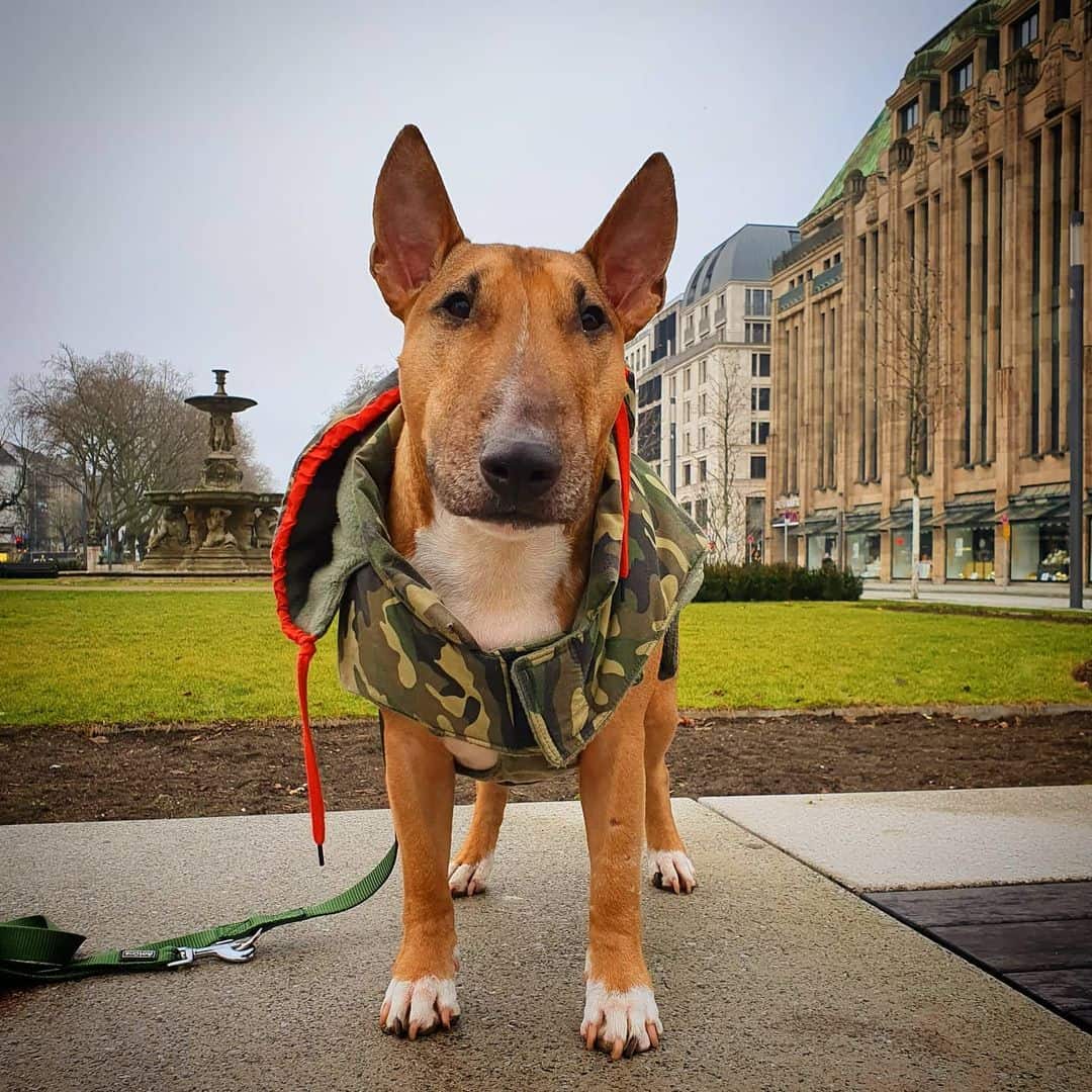 Meet the Miniature Bull Terrier: All You Need to Know - K9 Web