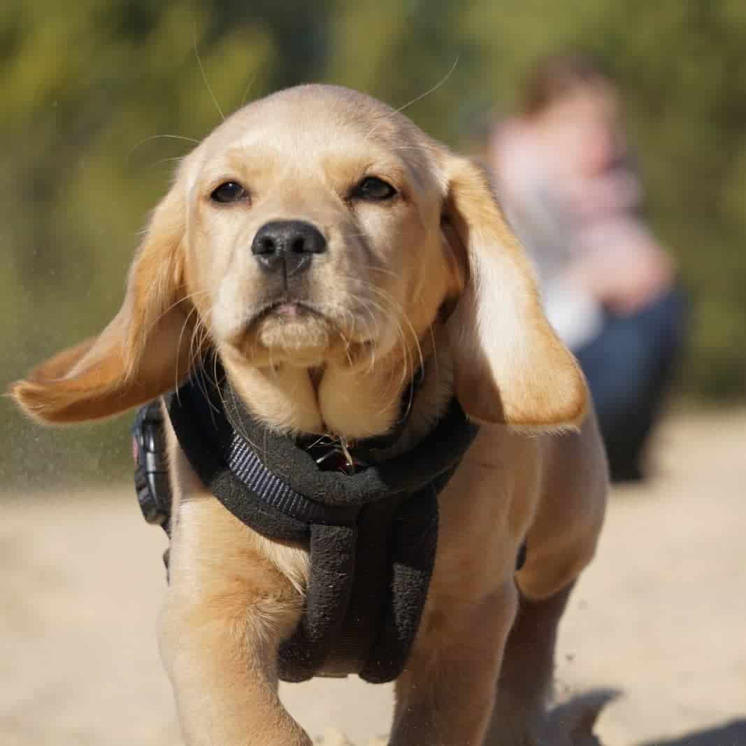 What are Mini Labs and are they healthy? - K9 Web