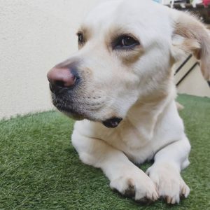 Mini Labrador: Guide to Owning a Miniature Lab Dog - K9 Web