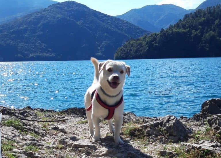 Mini Labrador: Guide to Owning a Miniature Lab Dog - K9 Web