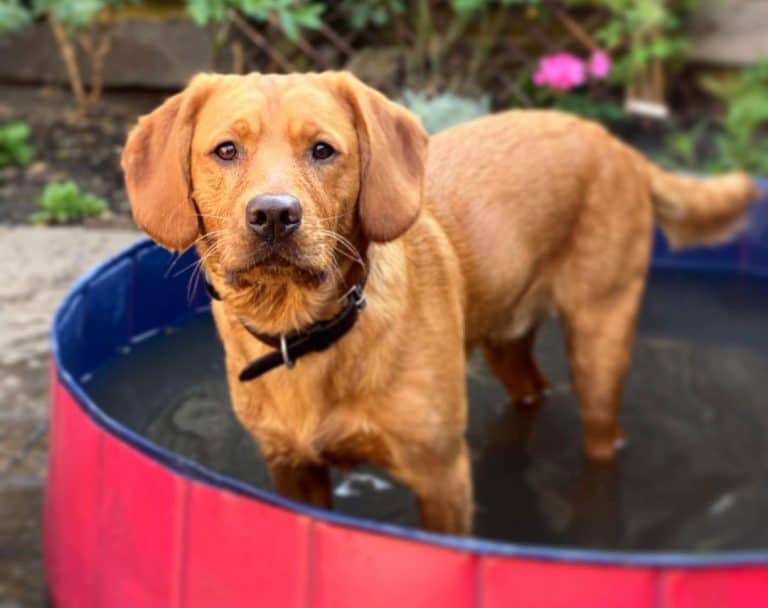 What are Mini Labs and are they healthy? - K9 Web