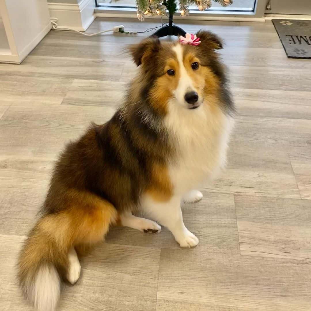 The Shetland Sheepdog: What to know about the Sheltie - K9 Web