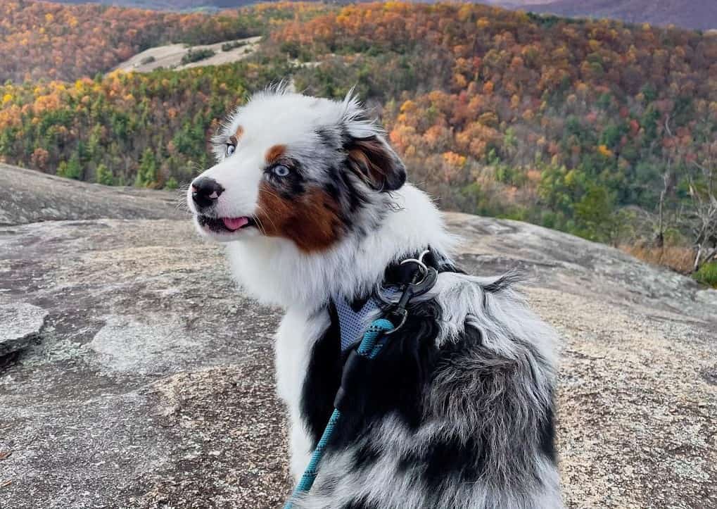 Get to Know The Adorable, Clever Mini Australian Shepherd - K9 Web