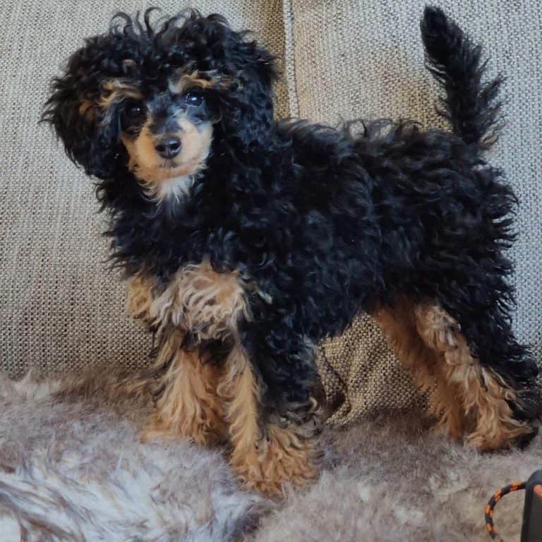 Poodle Colors: The Standard & Rare Poodle Coat Colors - K9 Web