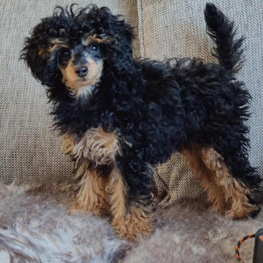 Poodle Colors: The Standard & Rare Poodle Coat Colors - K9 Web