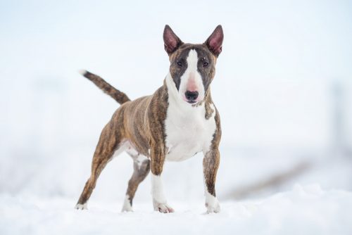 Meet the Miniature Bull Terrier: All You Need to Know - K9 Web