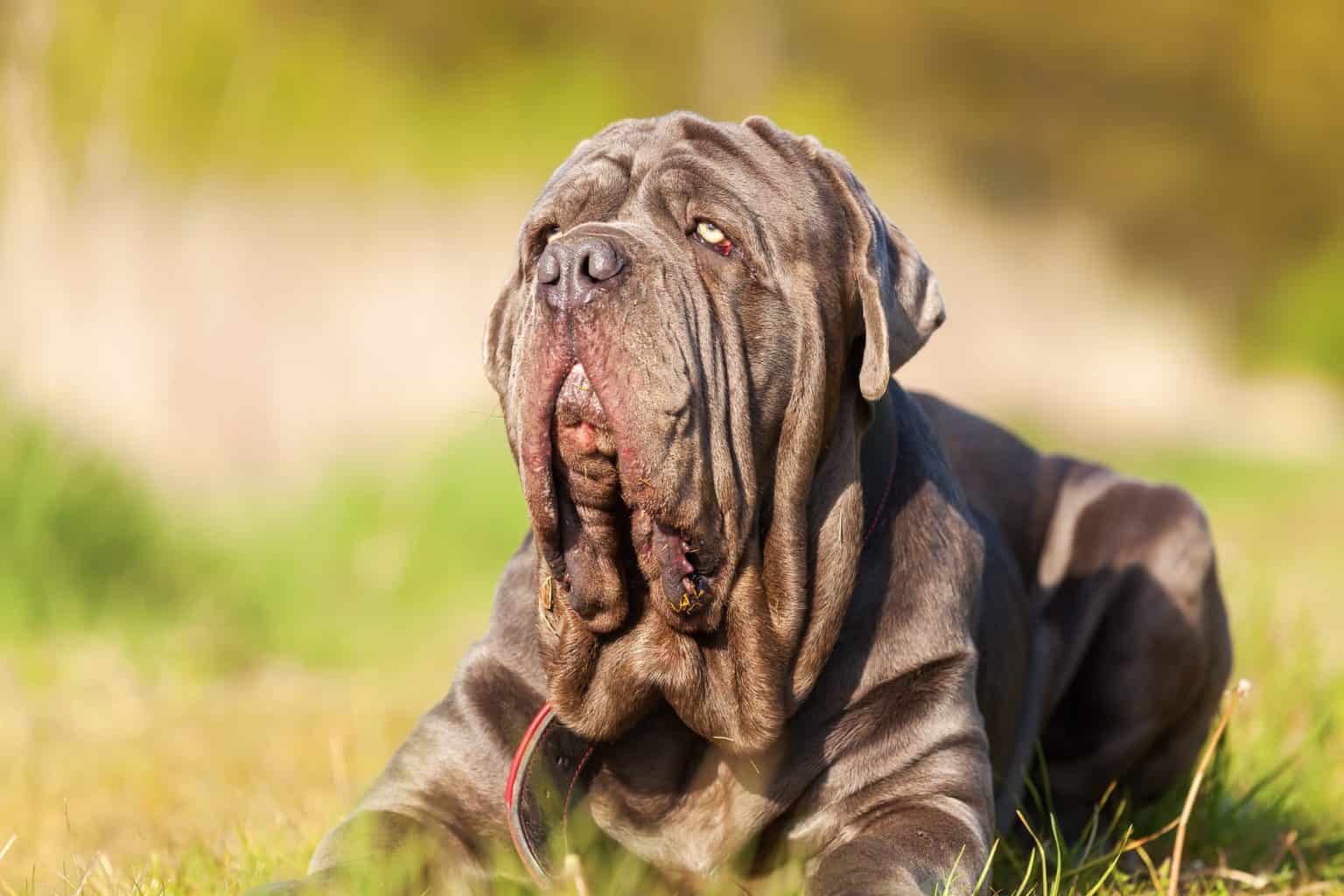 A Complete Guide to the Huge, Loyal Bullmastiff - K9 Web