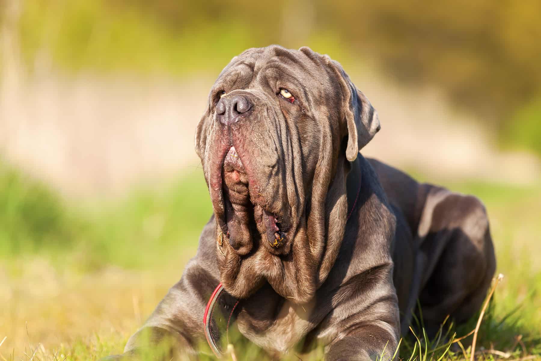 A Complete Guide to the Huge, Loyal Bullmastiff - K9 Web