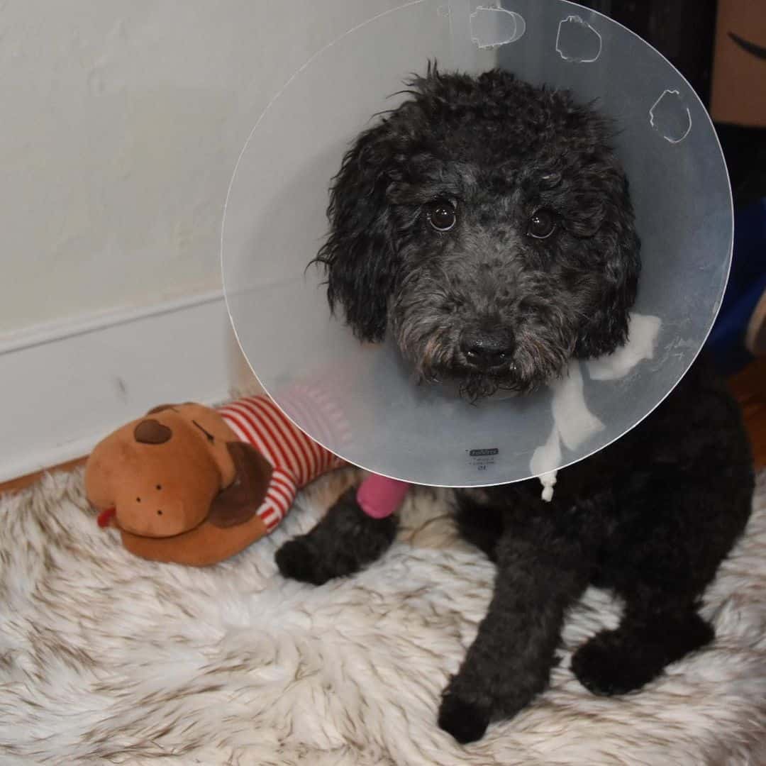 Newfypoo: All You Need to Know about Newfoundland Poodle Mix - K9 Web