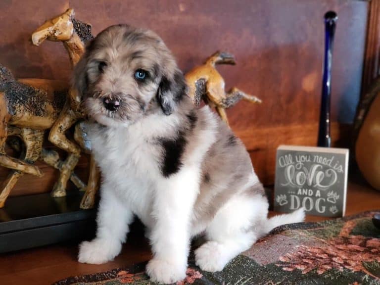 Newfypoo: All You Need to Know about Newfoundland Poodle Mix - K9 Web