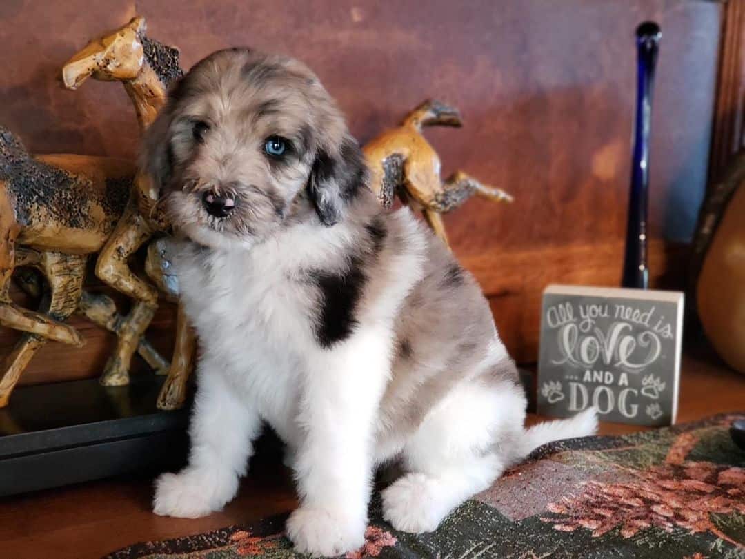 Newfypoo: All You Need to Know about Newfoundland Poodle Mix - K9 Web