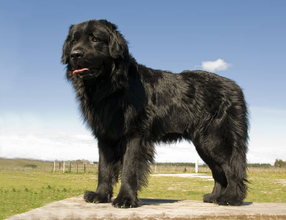 Newfypoo: All You Need to Know about Newfoundland Poodle Mix - K9 Web