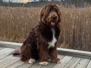 Newfypoo: All You Need to Know about Newfoundland Poodle Mix - K9 Web