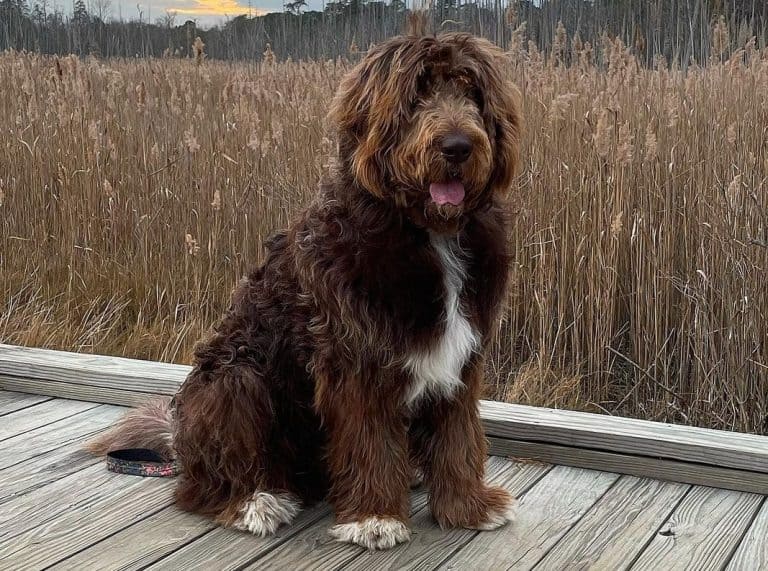 Newfypoo: All You Need to Know about Newfoundland Poodle Mix - K9 Web