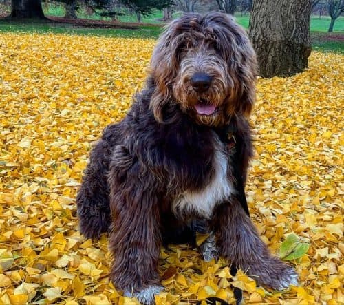 Newfypoo: All You Need to Know about Newfoundland Poodle Mix - K9 Web