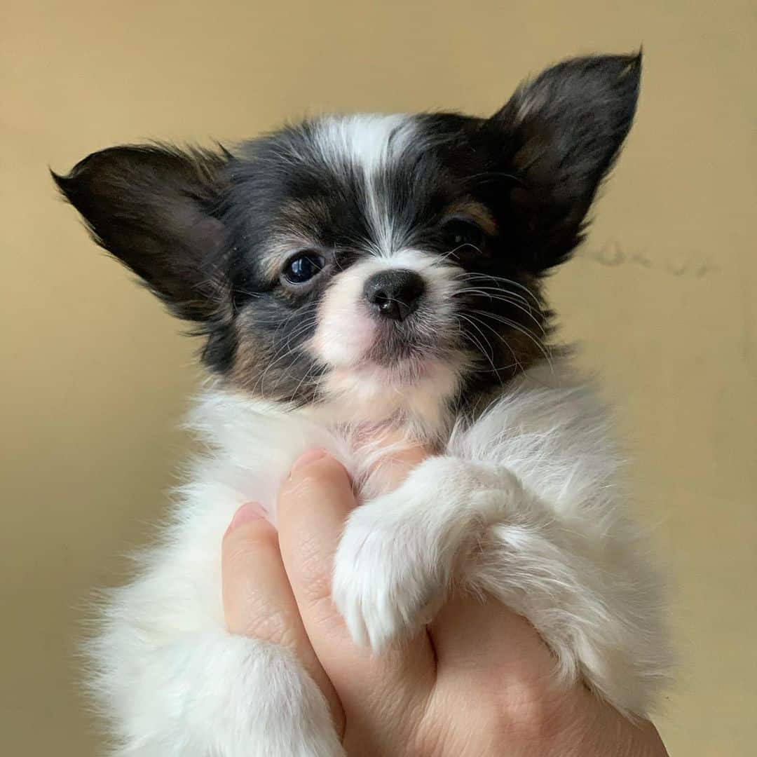 Papillon Dog: An intelligent, friendly, and alert companion - K9 Web