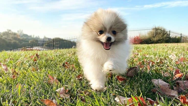 Pomeranian Colors: The Standard & Rare Pom Coat Colors - K9 Web