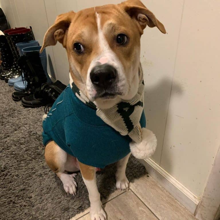 Chow Chow Mixes: 25 Different Chow Crossbreeds - K9 Web