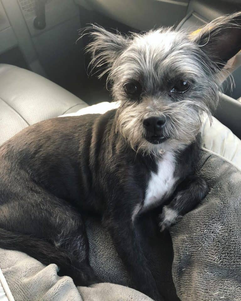 Schnauzer Mixes: 30 Different Schnauzer Crossbreeds - K9 Web
