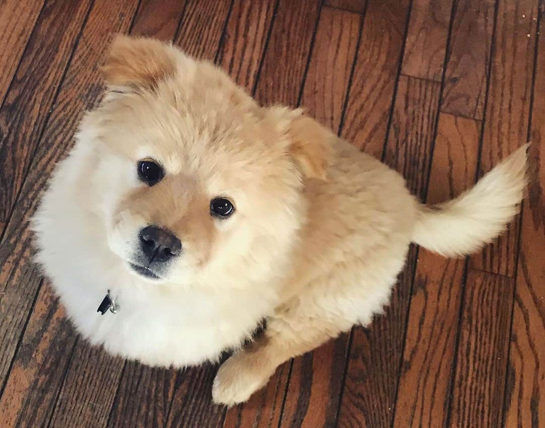 Chow Chow Mixes: 25 Different Chow Crossbreeds - K9 Web