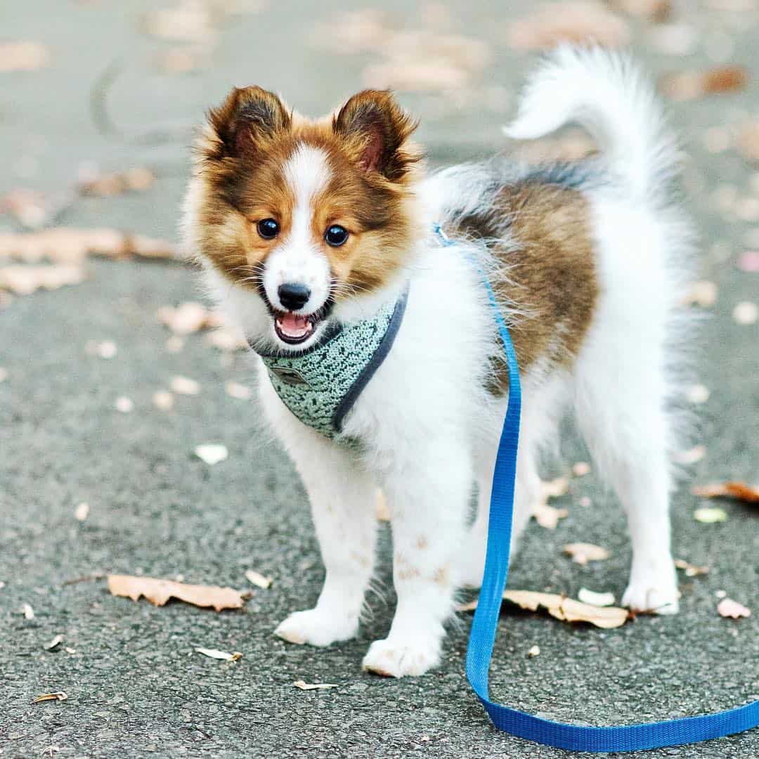 The Shetland Sheepdog: What to know about the Sheltie - K9 Web