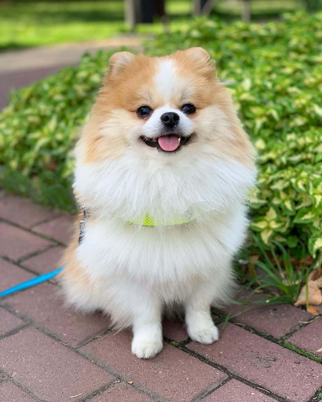 Why the Fluffy Pomeranian is the Best Companion - K9 Web