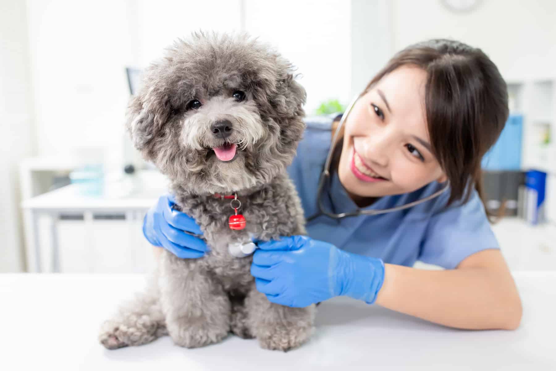 Types of Poodles: 5 Different Types of Poodle Dogs - K9 Web