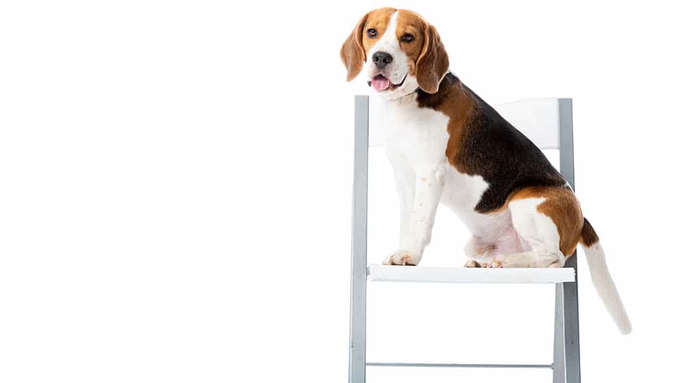 Beagle Colors: The Standard & Rare Beagle Coat Colors - K9 Web