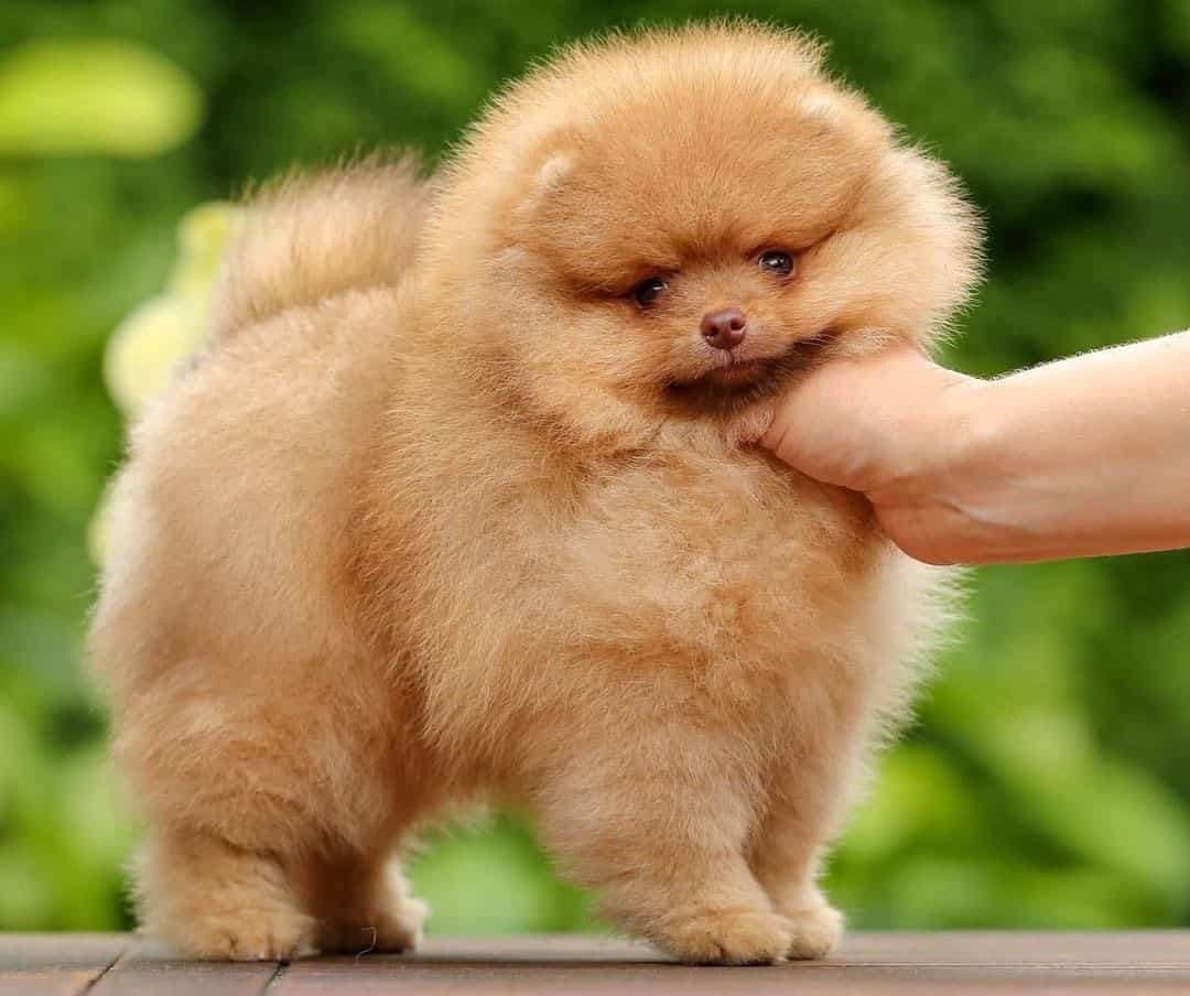 Pomeranian Colors: The Standard & Rare Pom Coat Colors - K9 Web