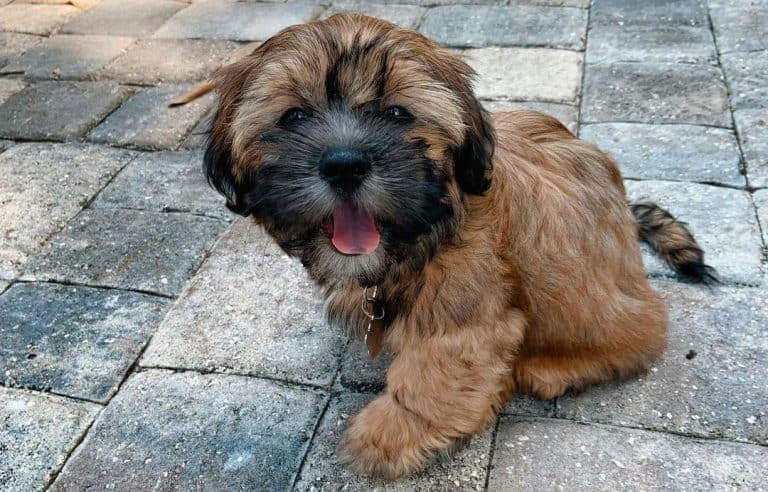 Shih Tzu Colors: The Standard & Rare Shih Tzu Coat Colors - K9 Web